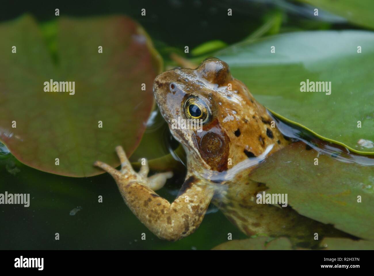 Frog in garden pond hi-res stock photography and images - Alamy