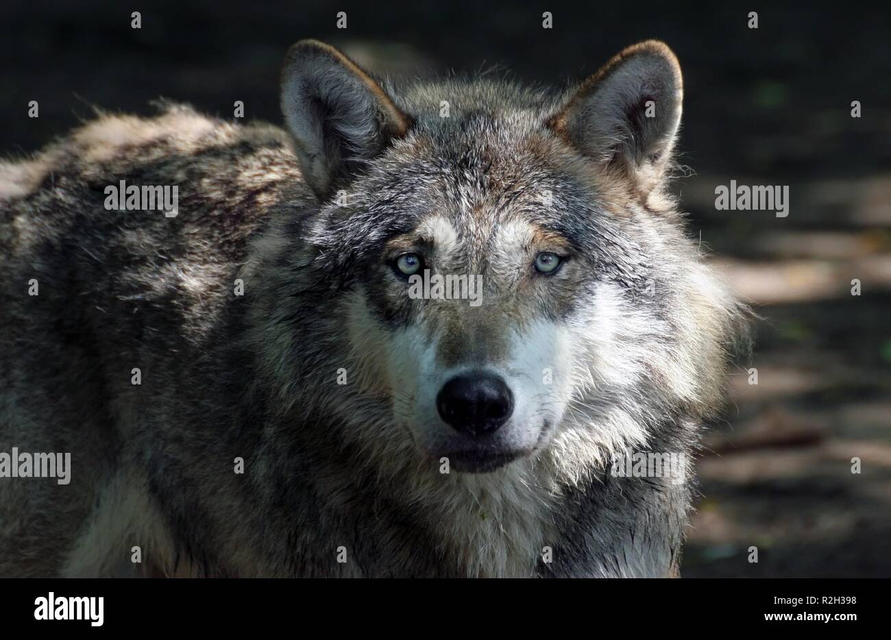 Lonesome wolf hi-res stock photography and images - Alamy