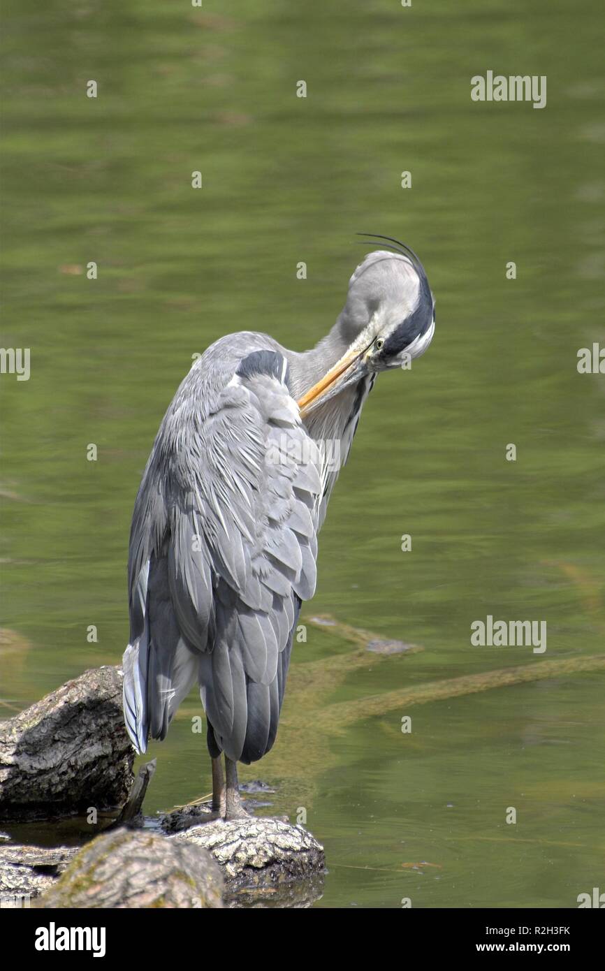 grey heron at preening Stock Photo - Alamy