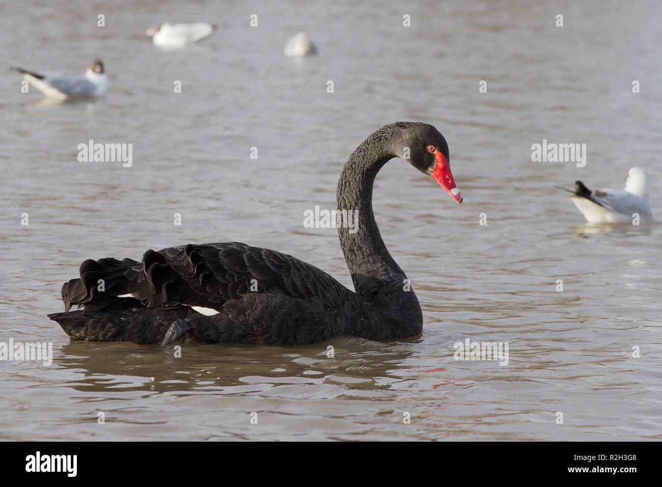 Swans eye hi-res stock photography and images - Alamy