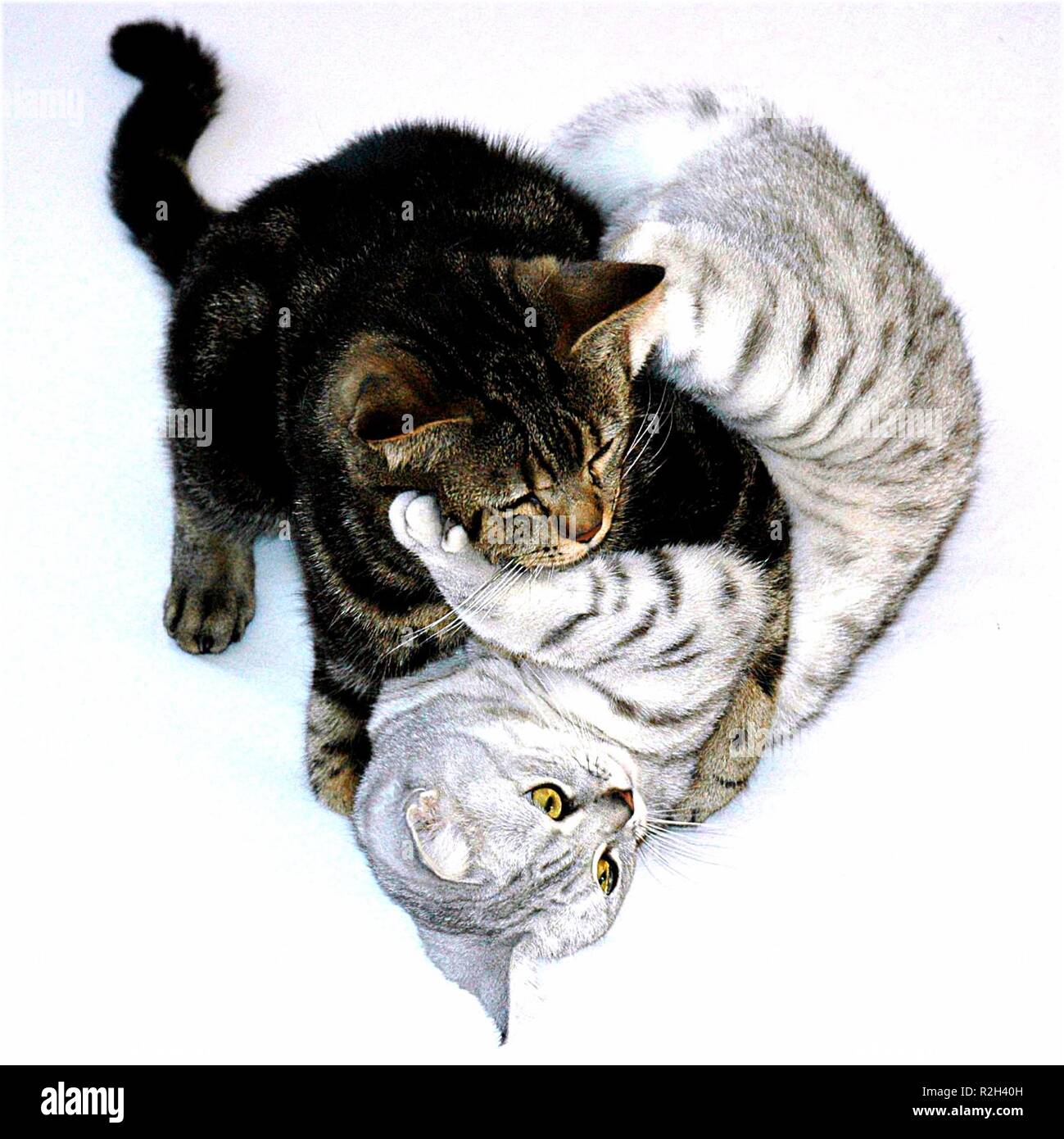 Katzenkampf hi-res stock photography and images - Alamy