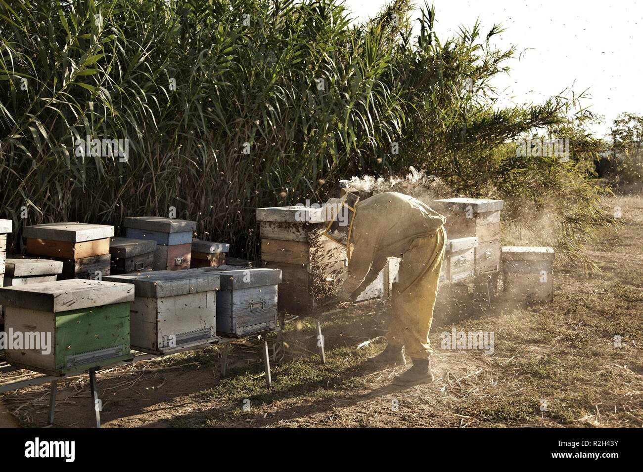 Le Meraviglie The Wonders Year : 2014 Italy / Switzerland Director ...