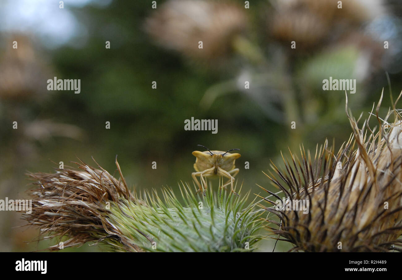 Fakir hi-res stock photography and images - Alamy