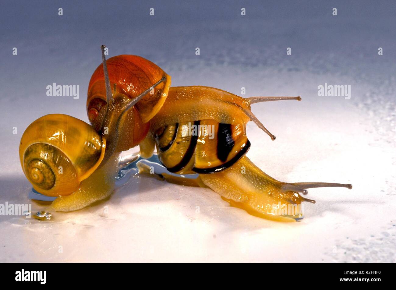 Slime thread hi-res stock photography and images - Alamy