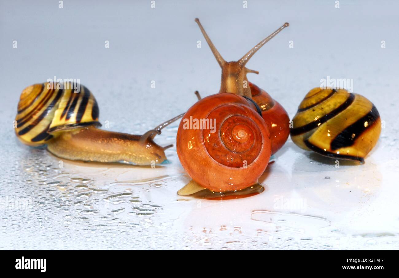 Slime thread hi-res stock photography and images - Alamy