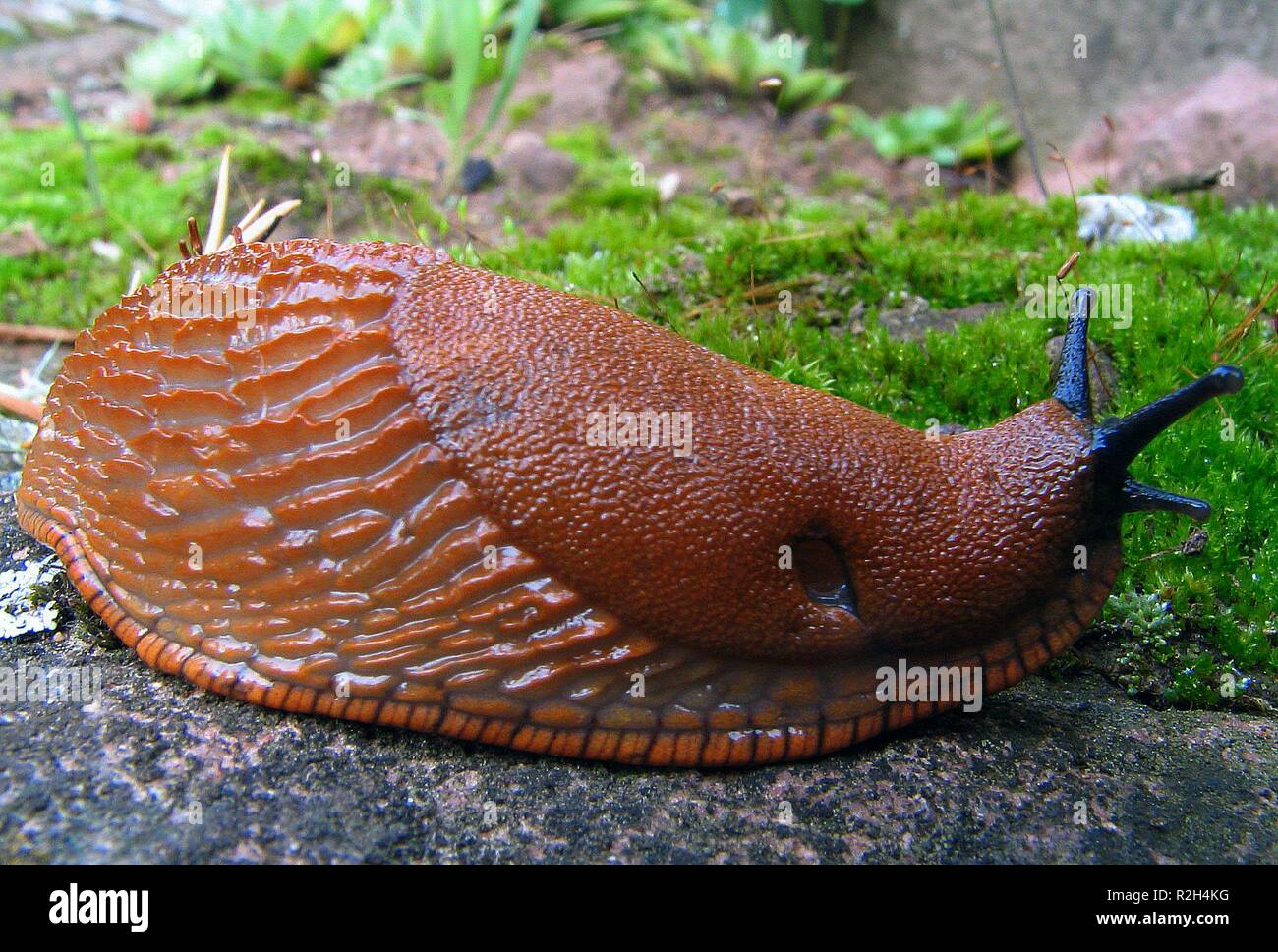 Schleimen hi-res stock photography and images - Alamy