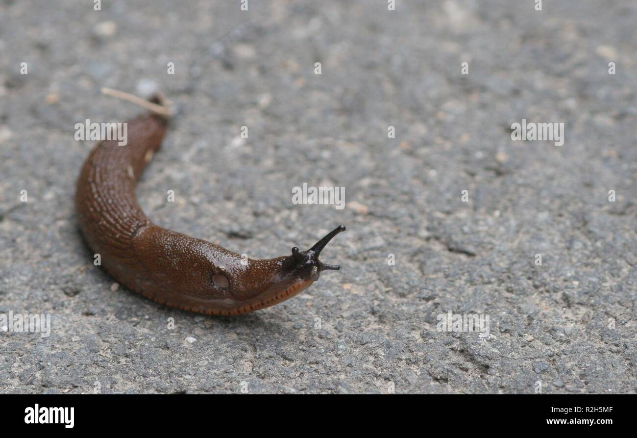 Rennschnecke hi-res stock photography and images - Alamy