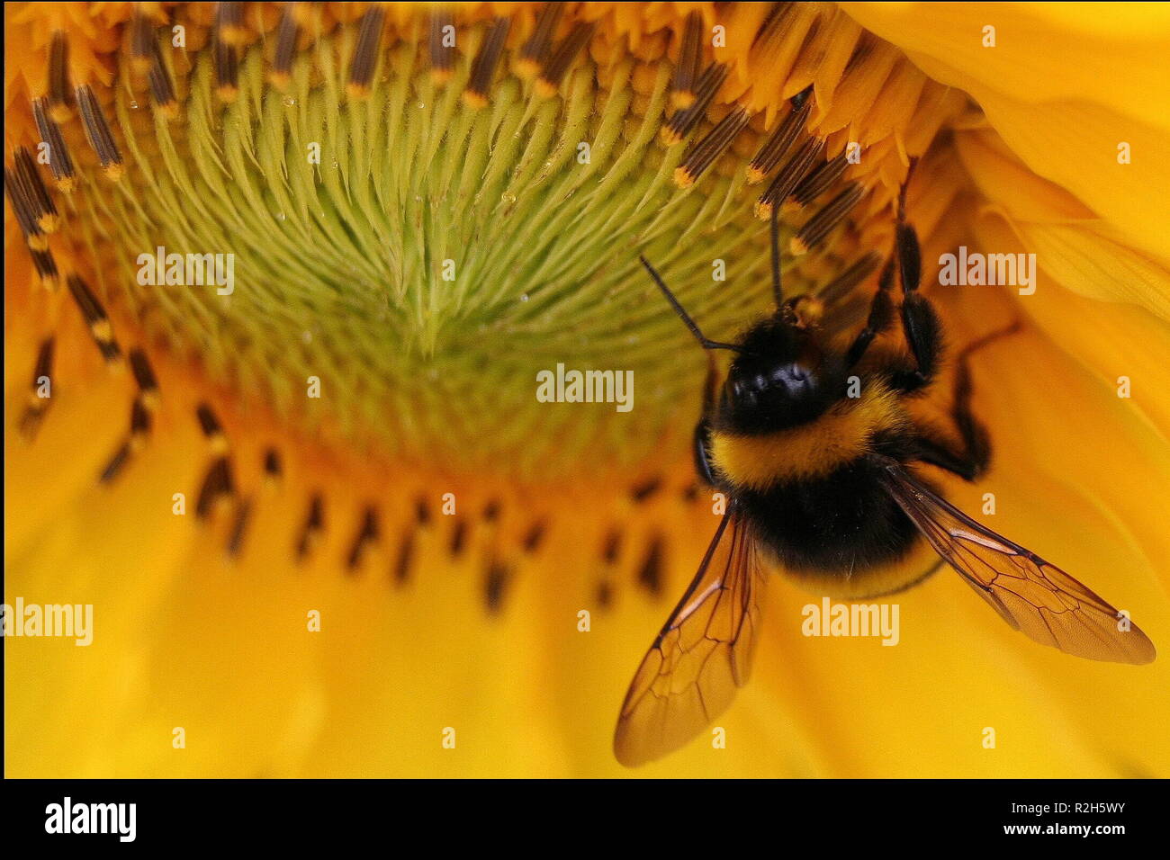 Summer bumblebee on sunflower hi-res stock photography and images - Alamy