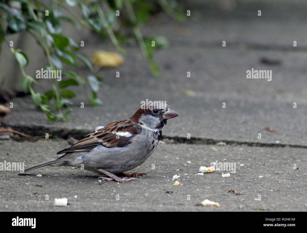 Sparrow birds head hi-res stock photography and images - Alamy