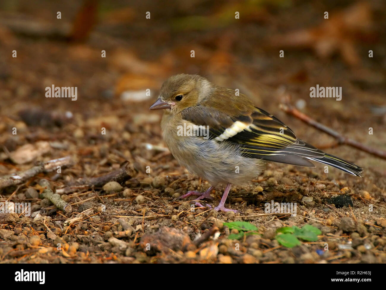 Unhappy bird hi-res stock photography and images - Alamy