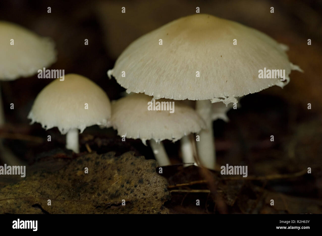 behangener fiber ling,psathyrella candol Stock Photo - Alamy