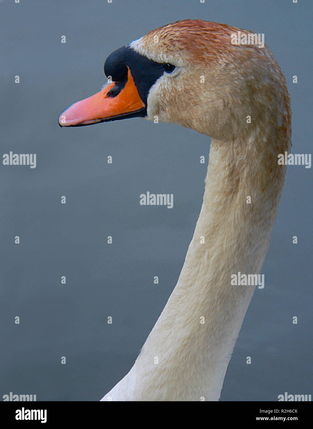 swan shooting i Stock Photo - Alamy