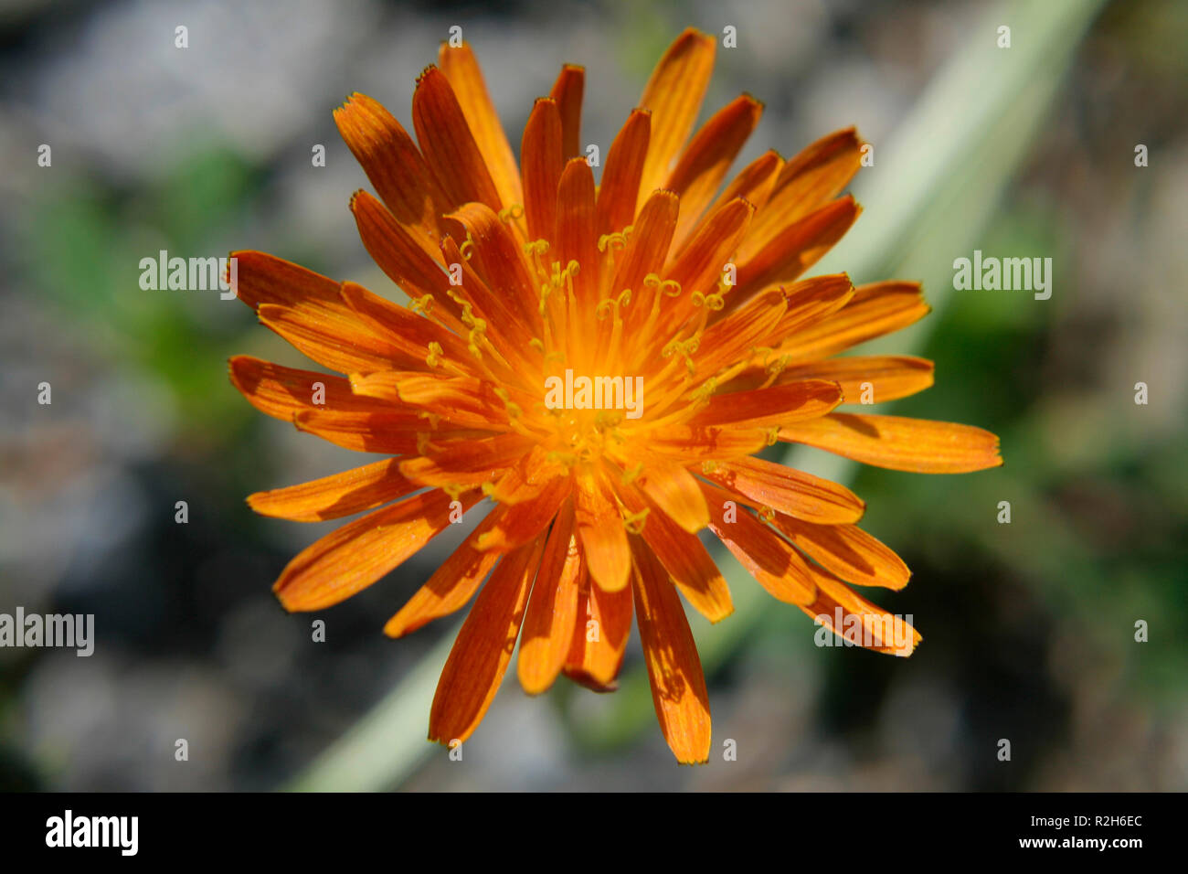 Crepis aurea hi-res stock photography and images - Alamy