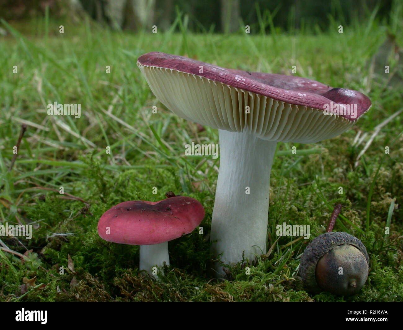 Russulas hi-res stock photography and images - Alamy