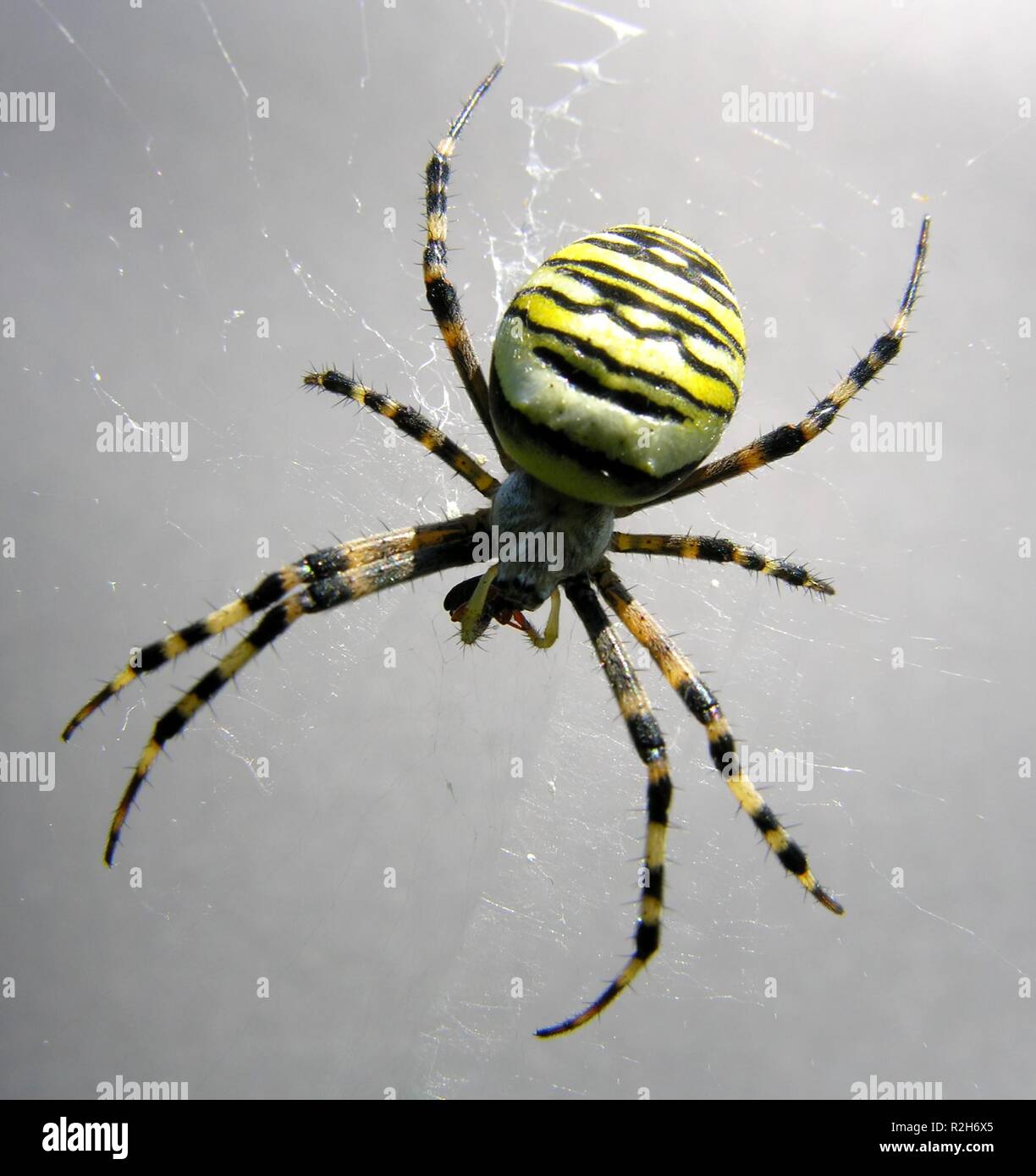 Bandit stripe hi-res stock photography and images - Alamy