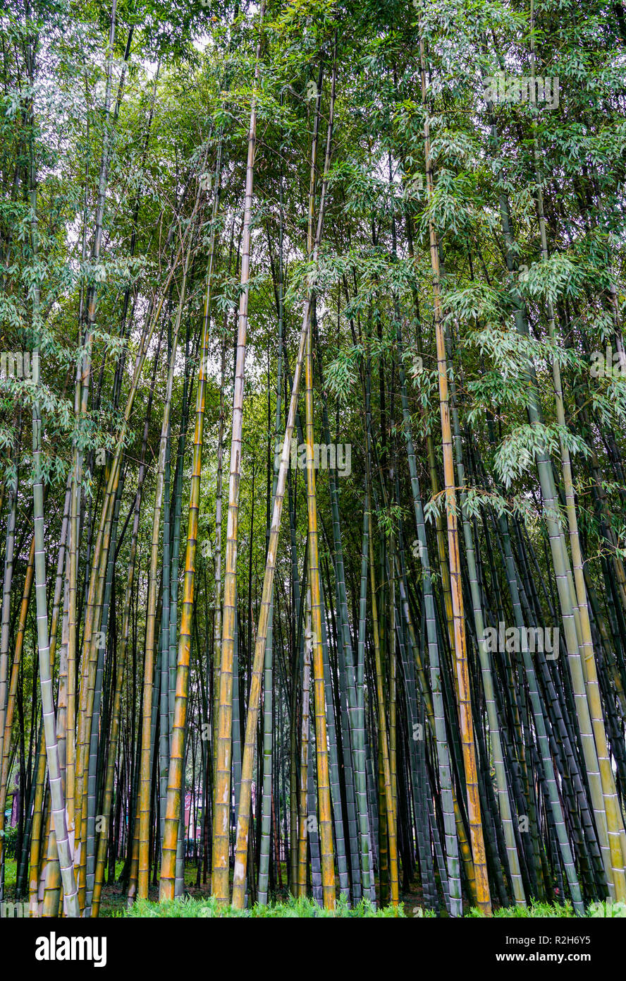 green, high bamboo growe in a park, Batumi, Georgia Stock Photo - Alamy