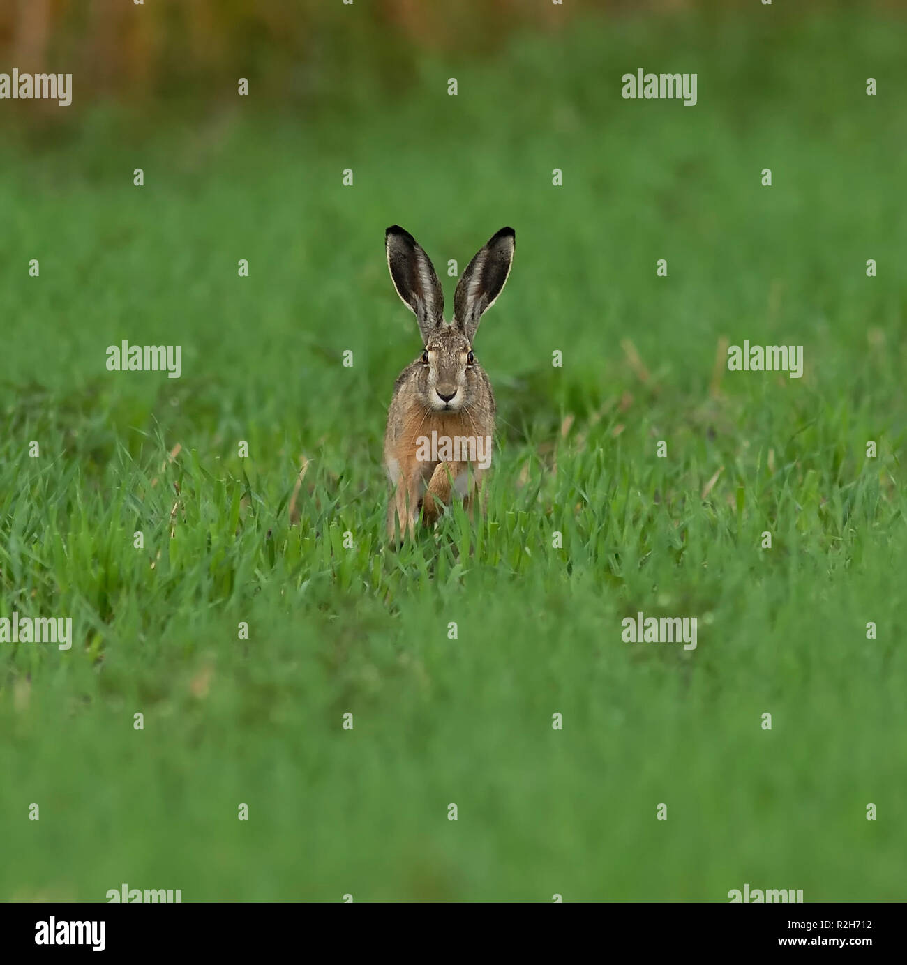 running hare run Stock Photo - Alamy