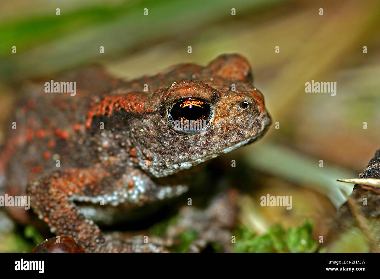 Toad foliage frogs hi-res stock photography and images - Alamy