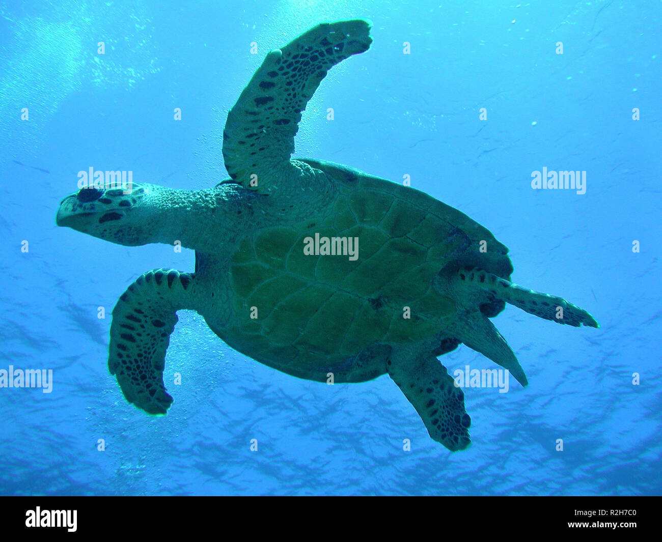 Schilpatt hi-res stock photography and images - Alamy
