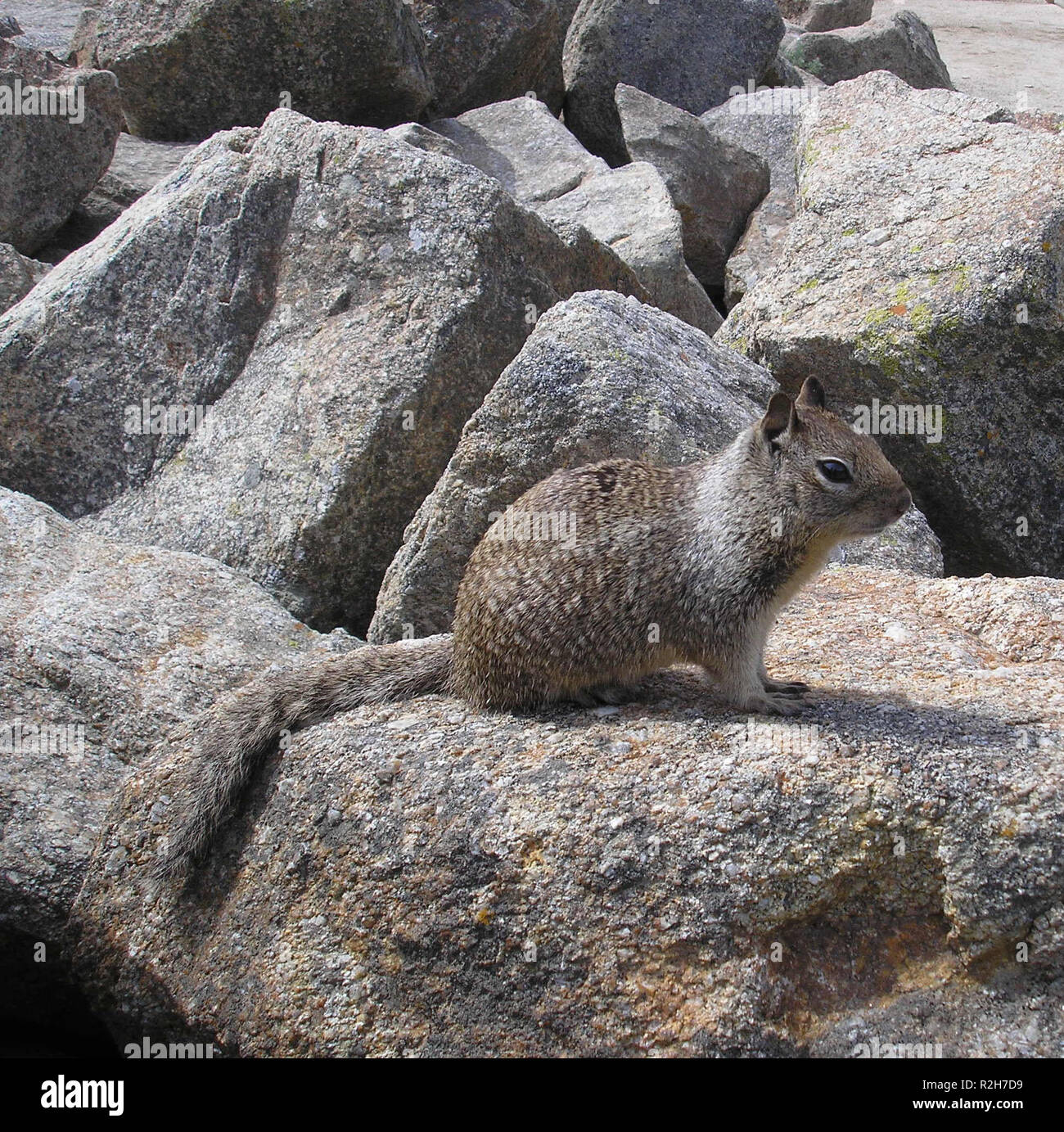 Rock croissant hi-res stock photography and images - Alamy