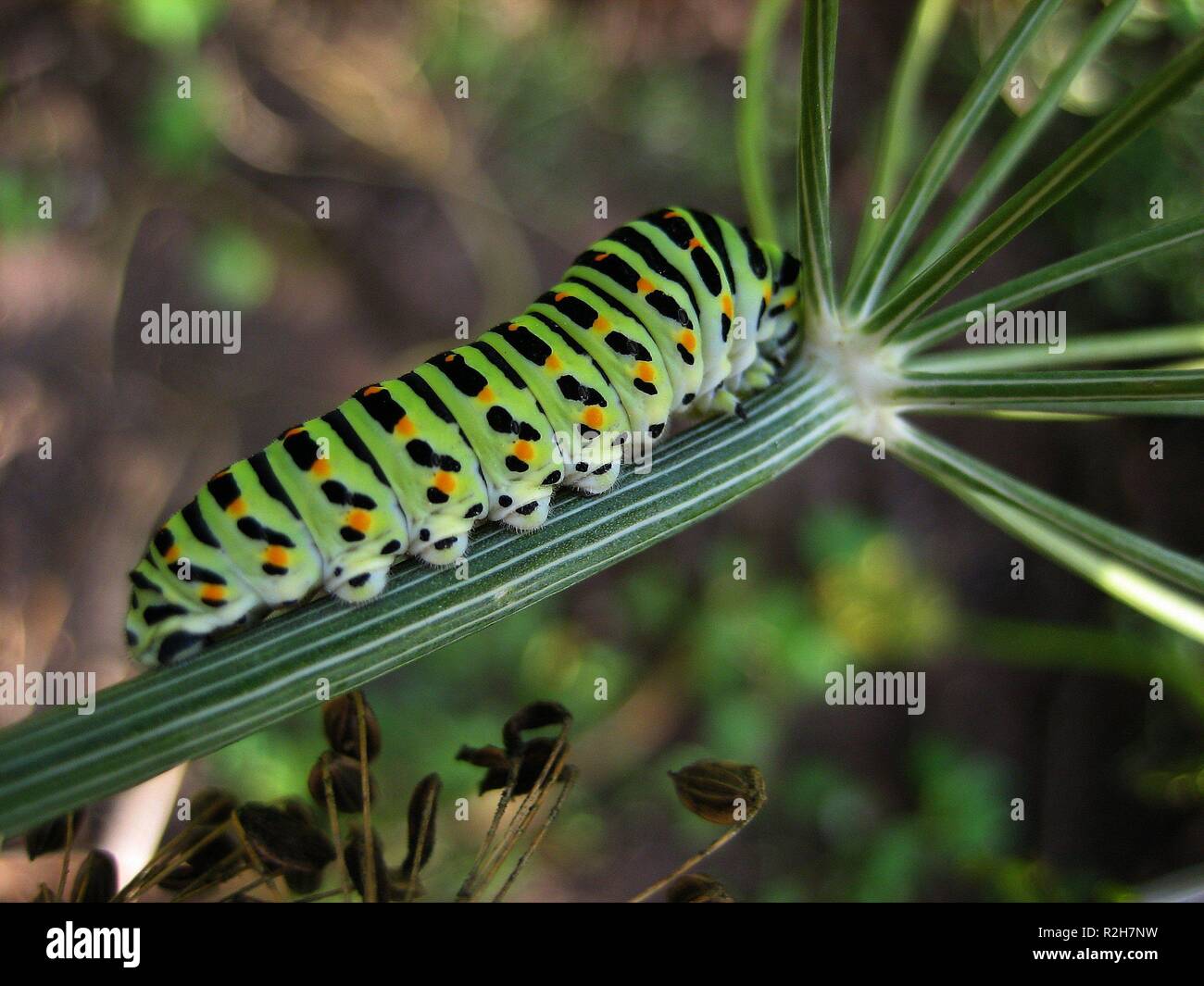 caterpillar of the swallowtail Stock Photo - Alamy