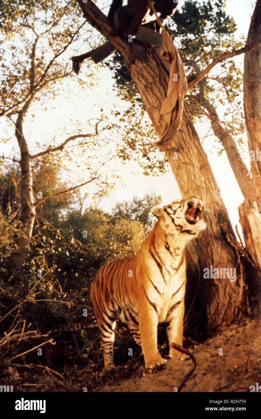Roar Year : 1981 USA Director : Noel Marshall Stock Photo - Alamy