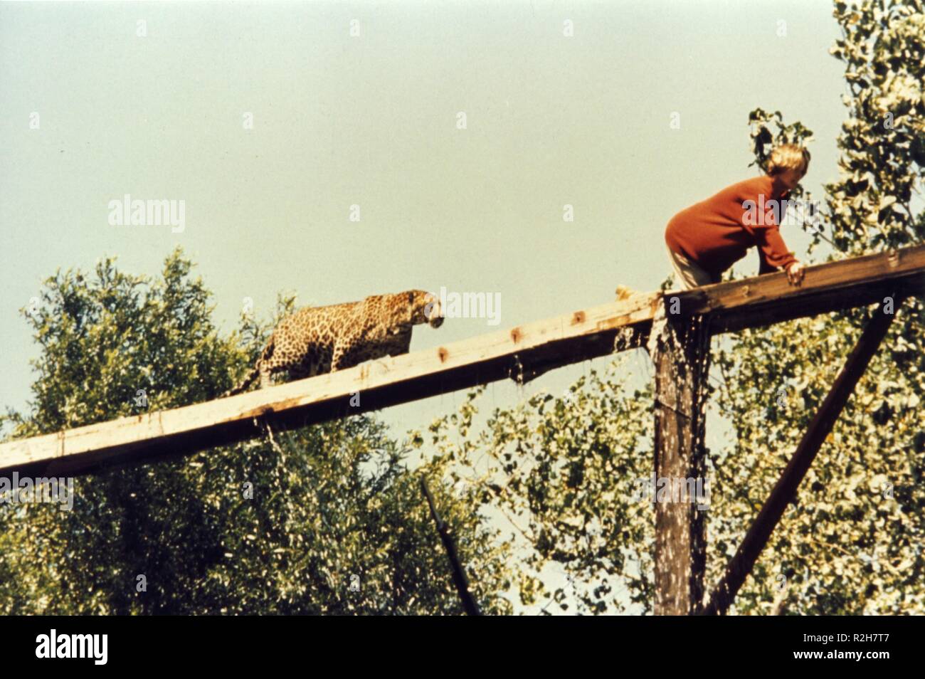 Roar Year : 1981 USA Director : Noel Marshall Tippi Hedren Stock Photo ...
