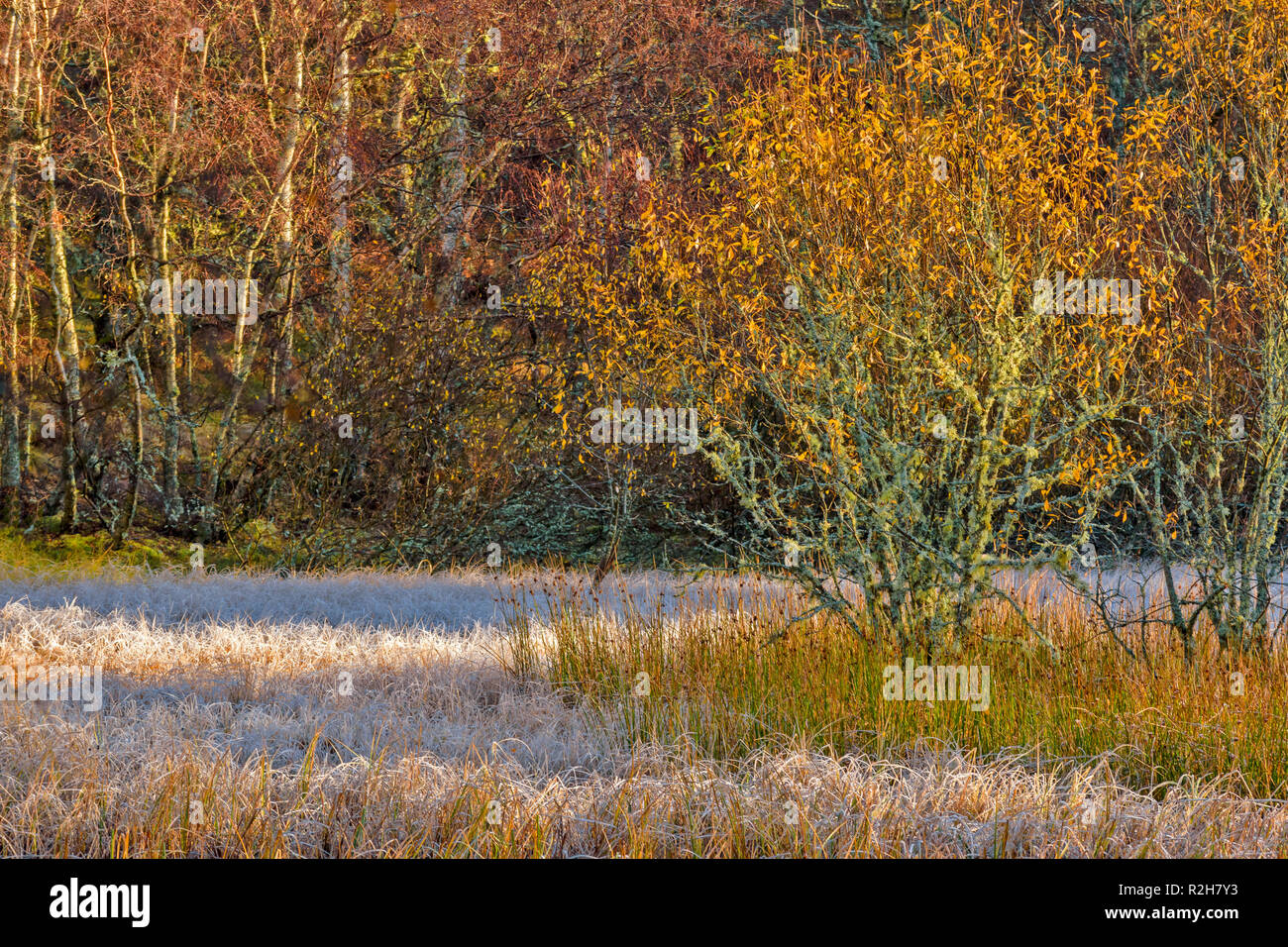 BALLATER ROYAL DEESIDE ABERDEENSHIRE SCOTLAND WHITE FROST COVERED REEDS ...