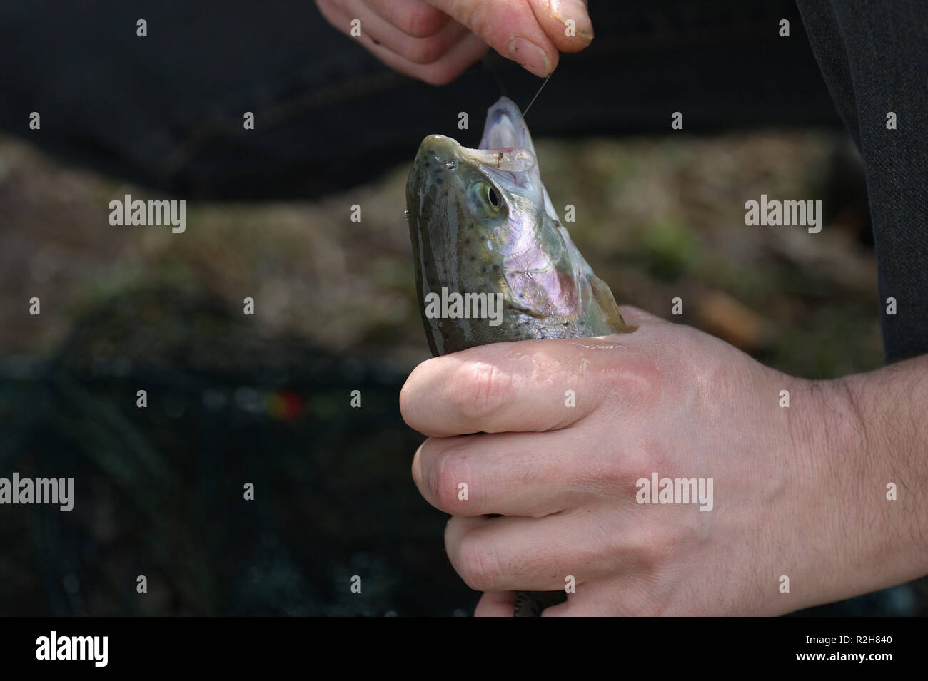 Sport fished trout hi-res stock photography and images - Alamy