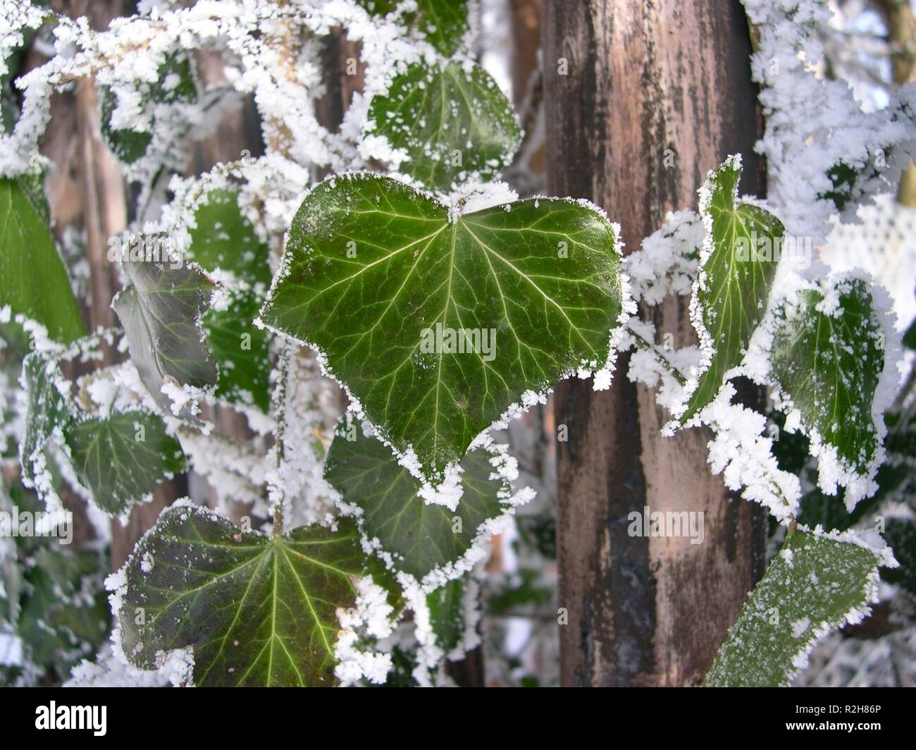 Ivy in the ice hi-res stock photography and images - Alamy