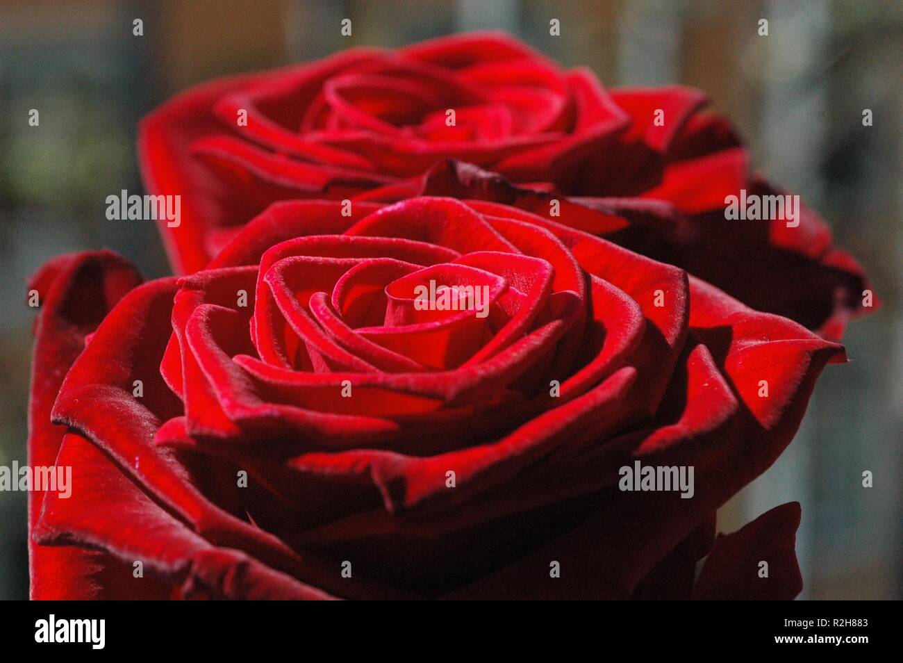 More blossoms hi-res stock photography and images - Alamy