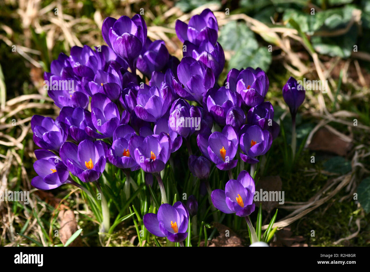 Poison Crocus High Resolution Stock Photography and Images - Alamy