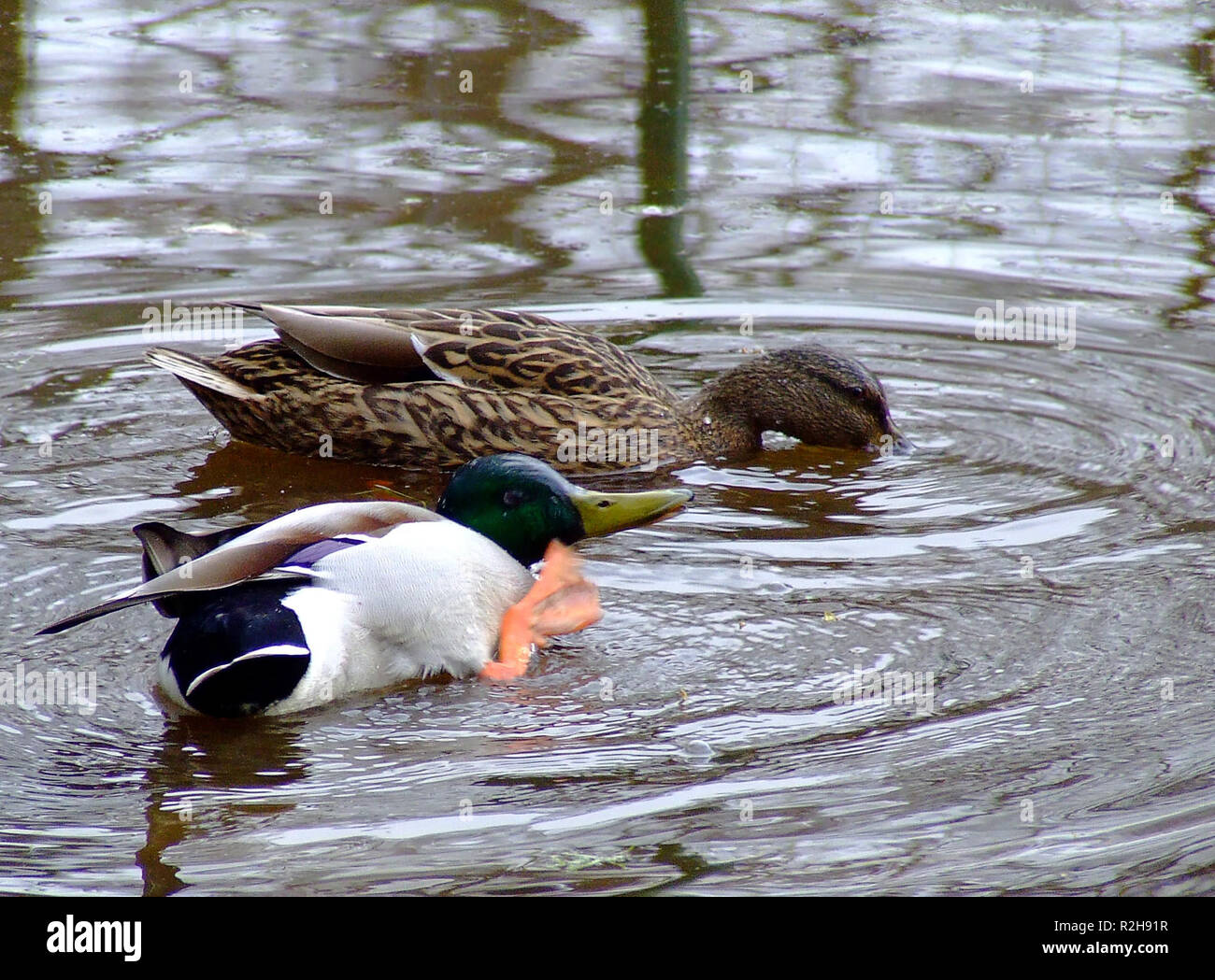 Duck itch hi-res stock photography and images - Alamy