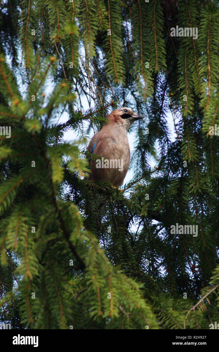 Jay baum hi-res stock photography and images - Alamy