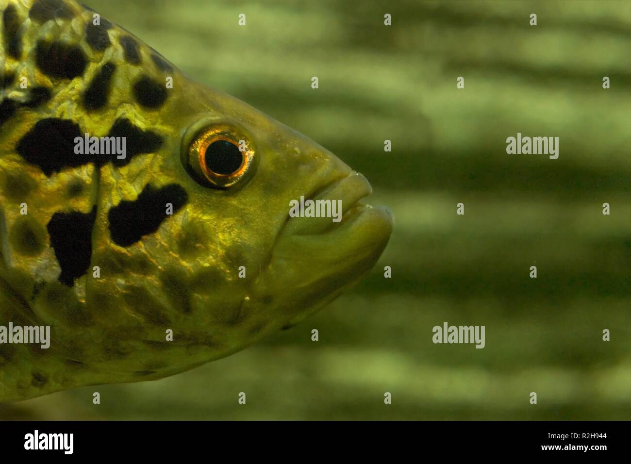 Auarium hi-res stock photography and images - Alamy