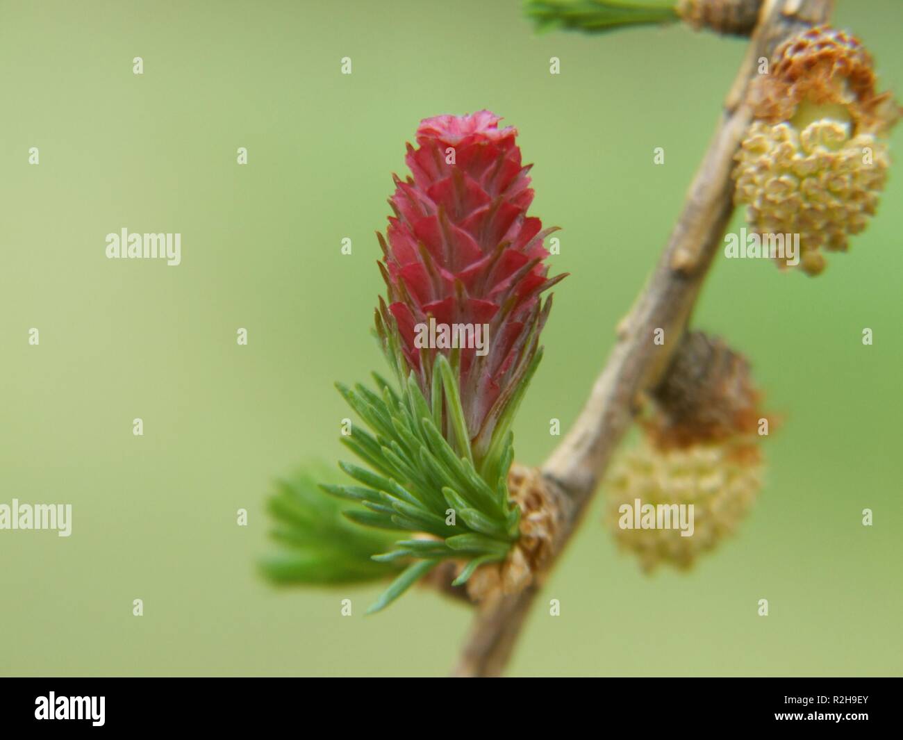 Larch bloom hi-res stock photography and images - Alamy
