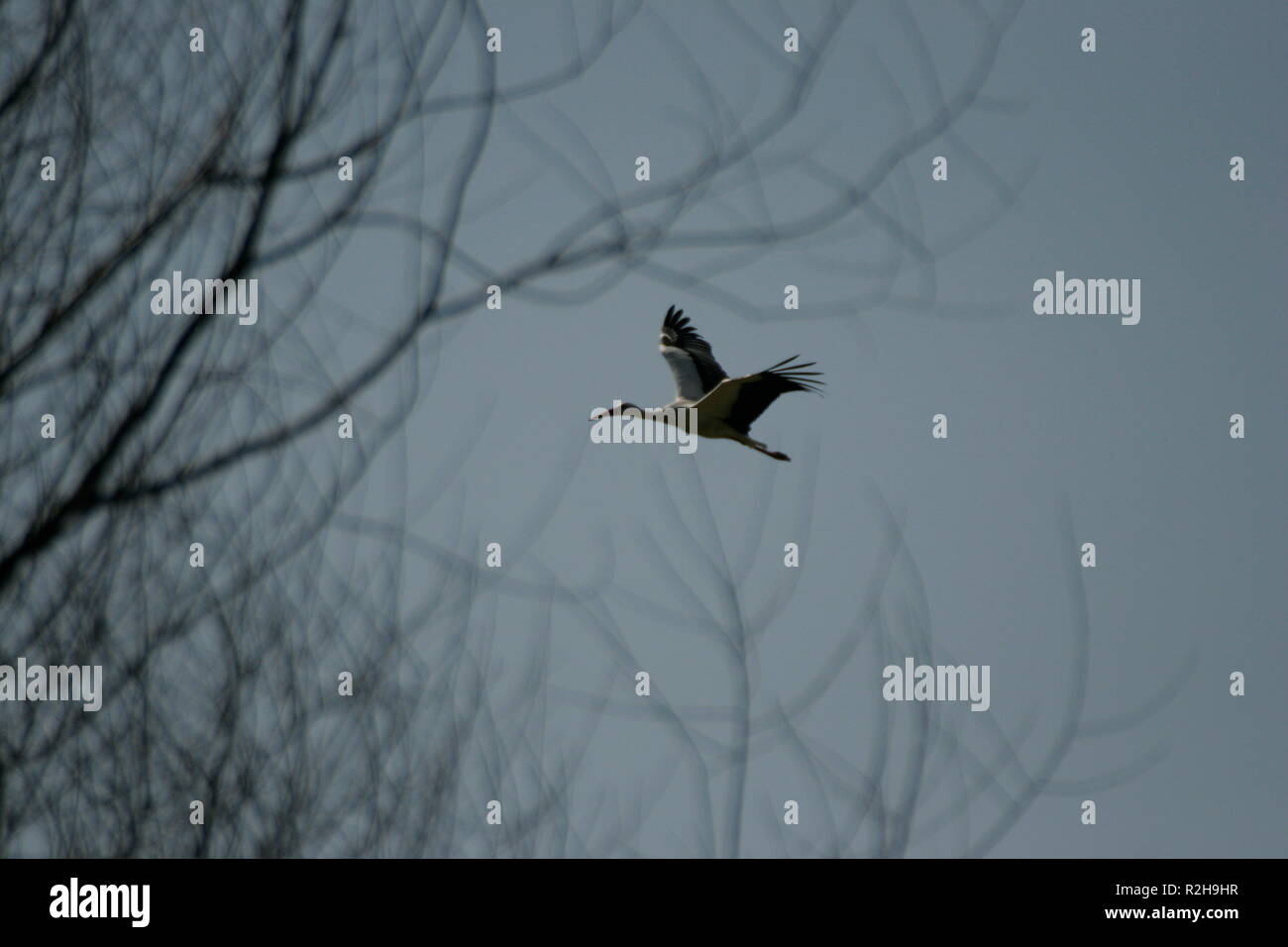 stork flight 1 Stock Photo - Alamy