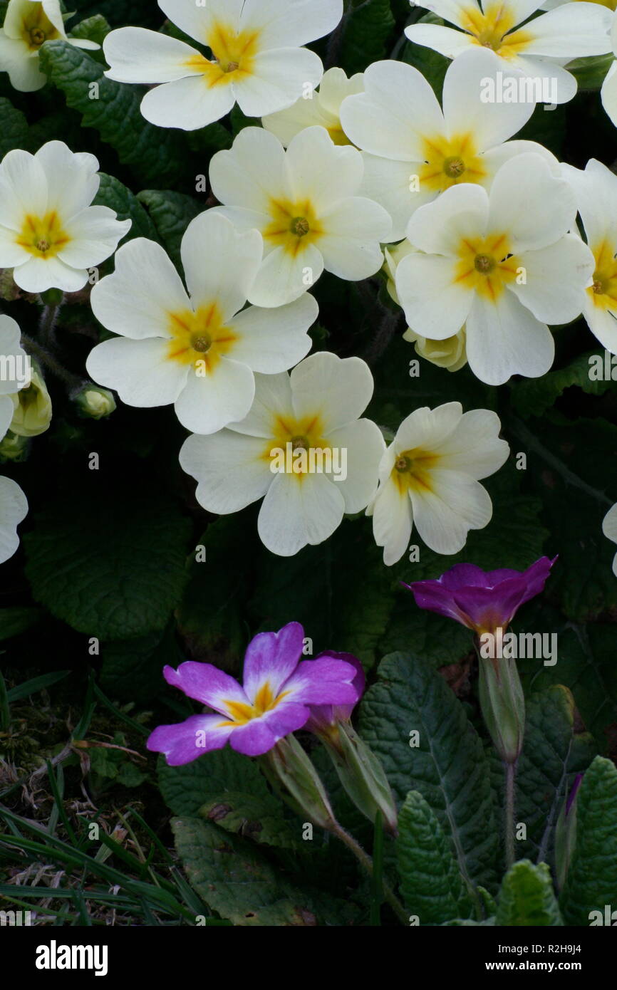 spring finally with us Stock Photo - Alamy