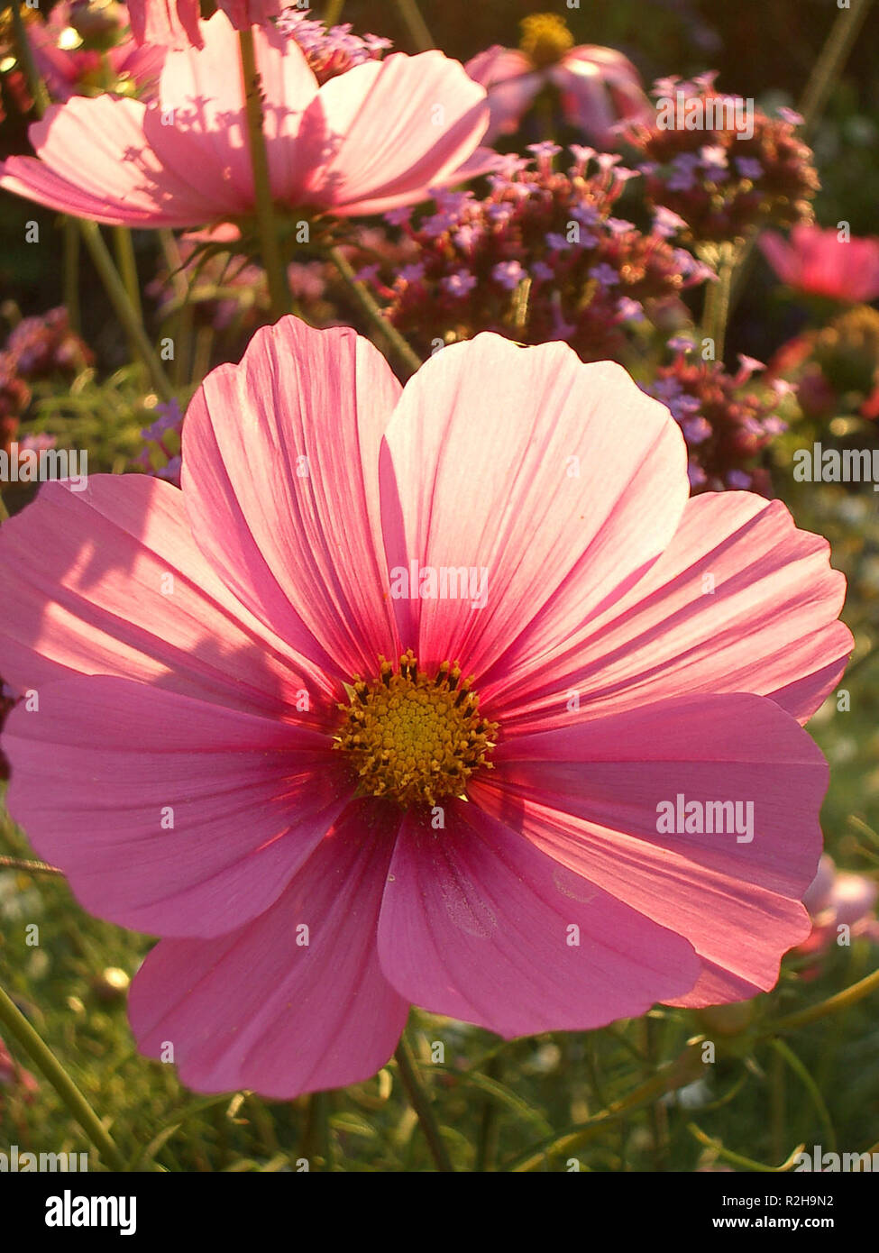 Kosmeen hi-res stock photography and images - Alamy