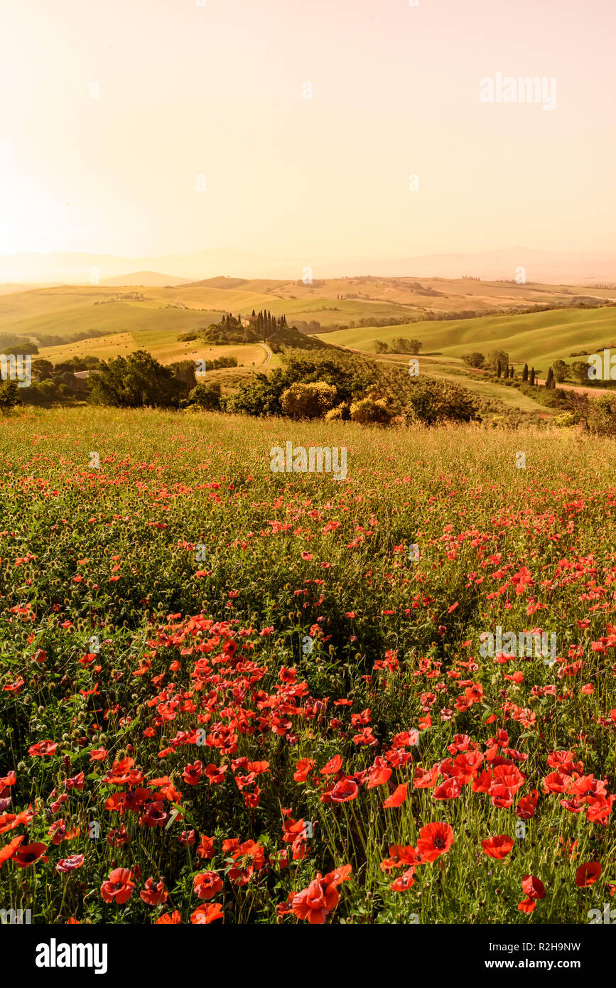 Poppy flower field in beautiful landscape scenery of Tuscany in Italy ...