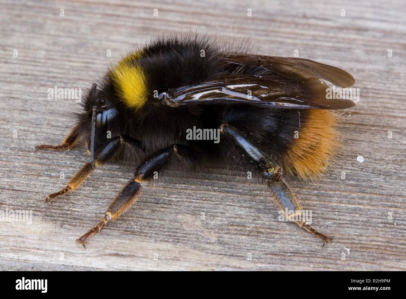 Bumblebee macro hi-res stock photography and images - Alamy