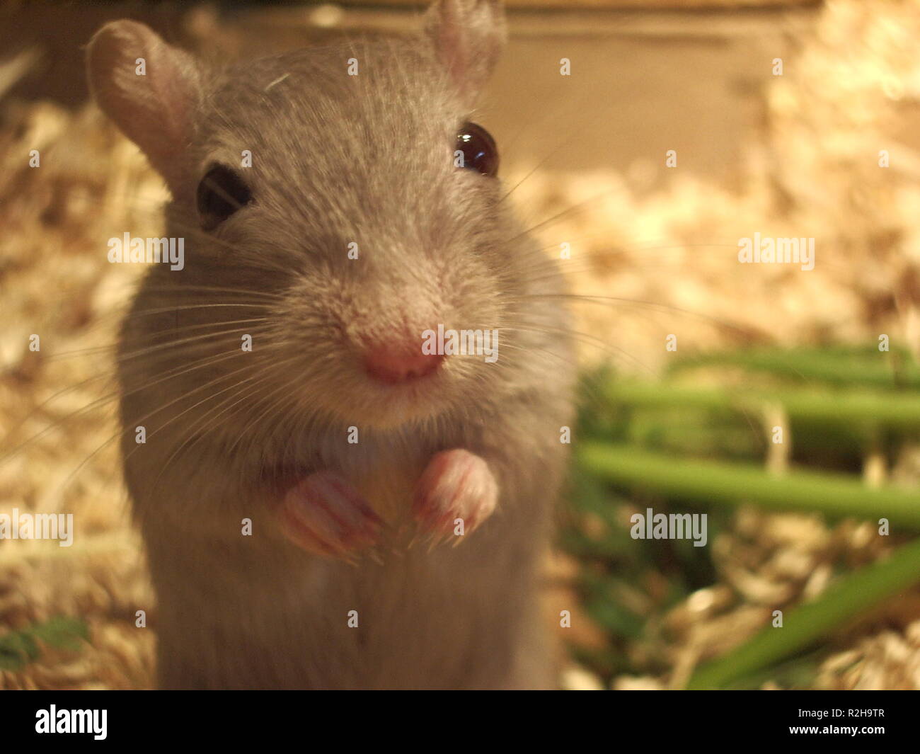 Albino mouse hi-res stock photography and images - Alamy