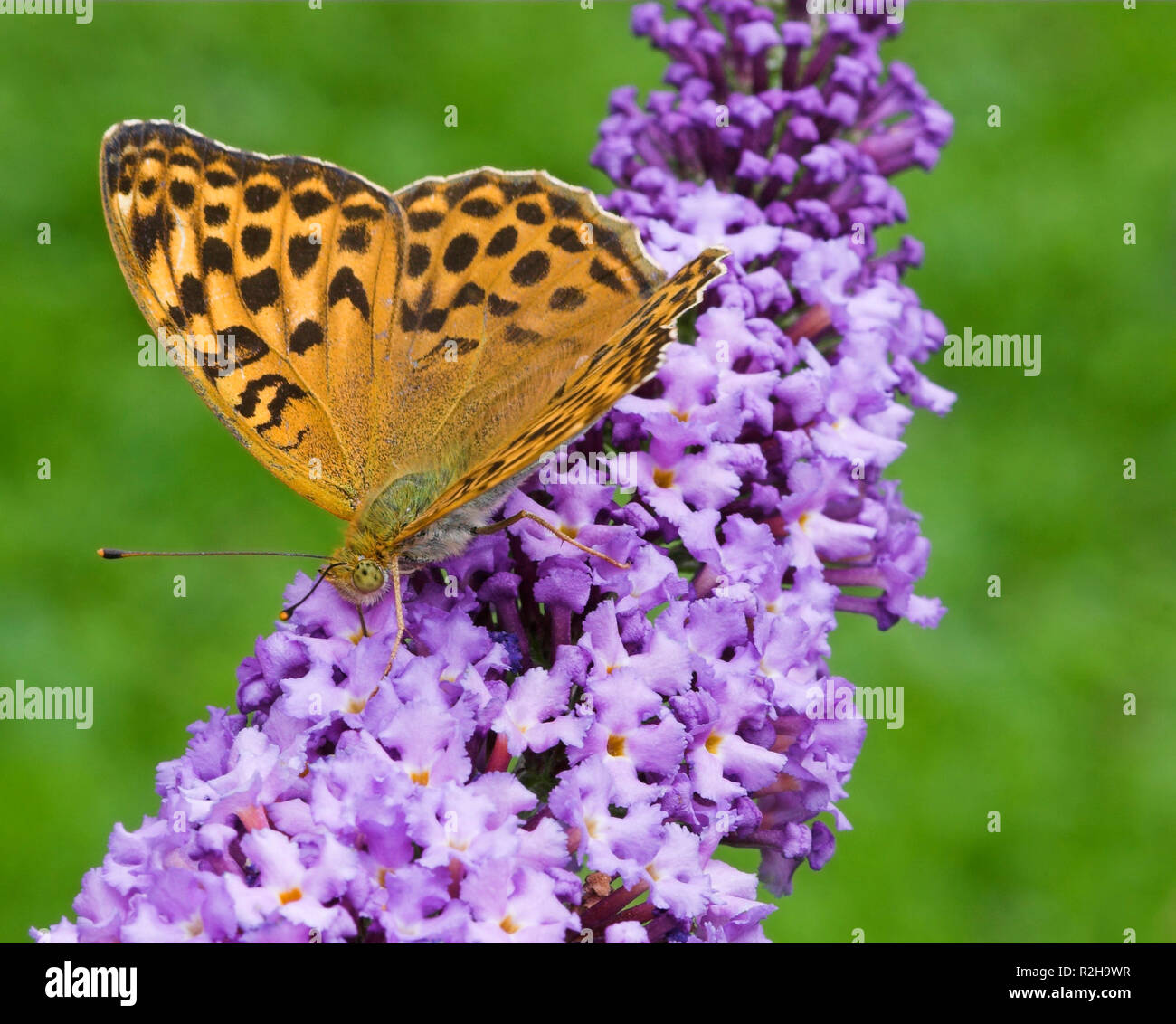 imperial coat -4 Stock Photo - Alamy