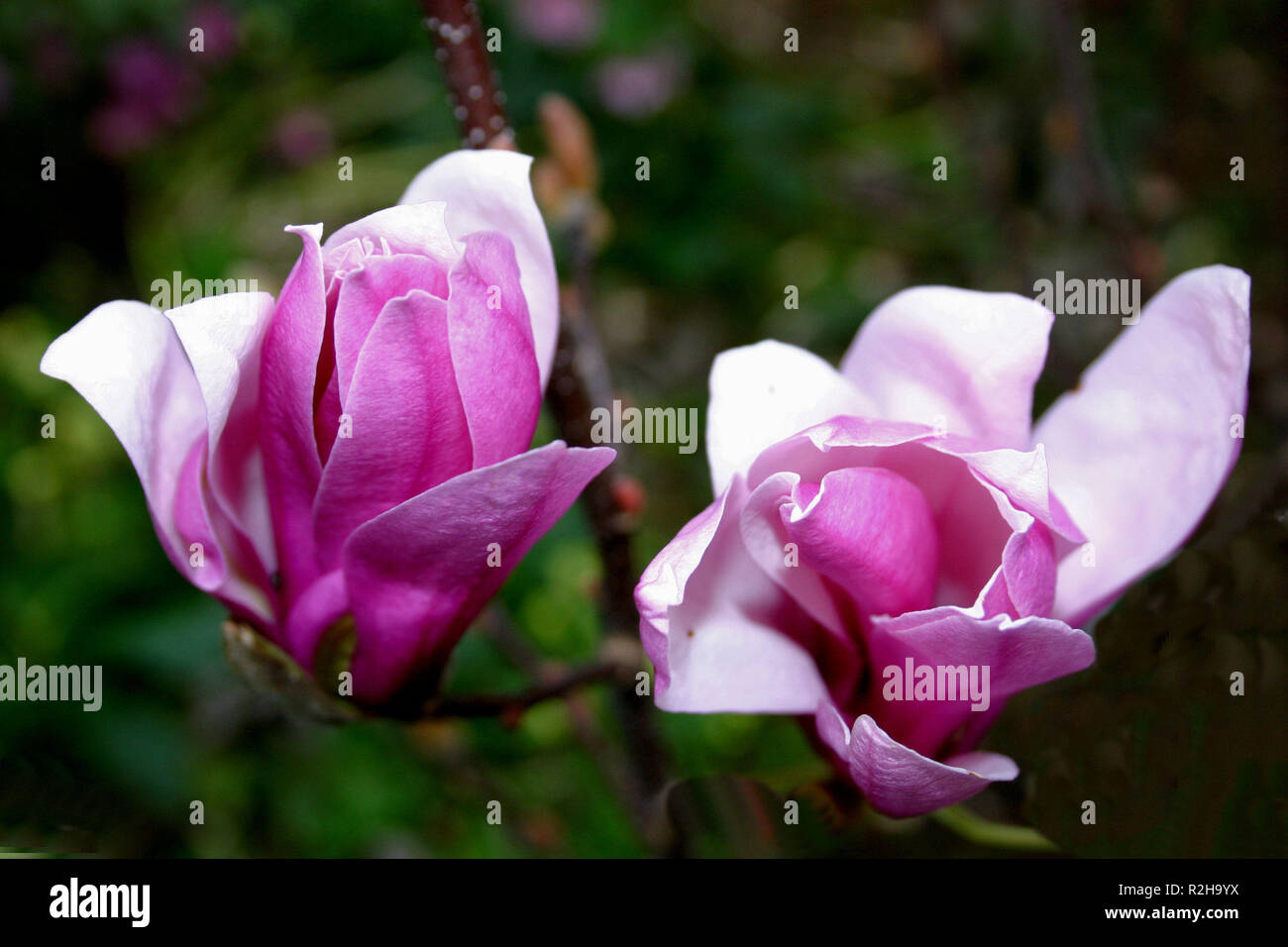 magnolia liliflora ricki 1 Stock Photo - Alamy