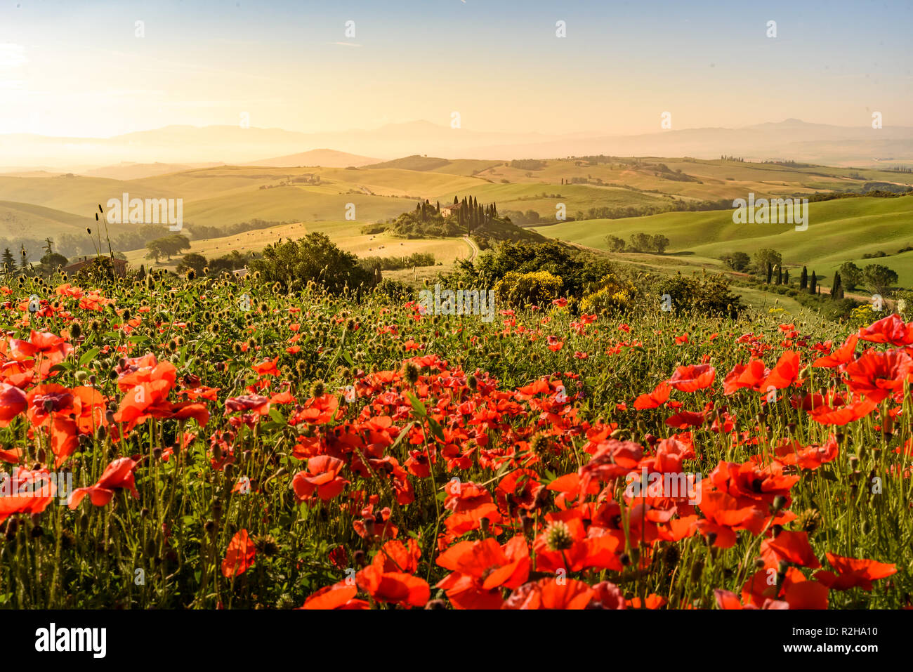 Poppy flower field in beautiful landscape scenery of Tuscany in Italy ...