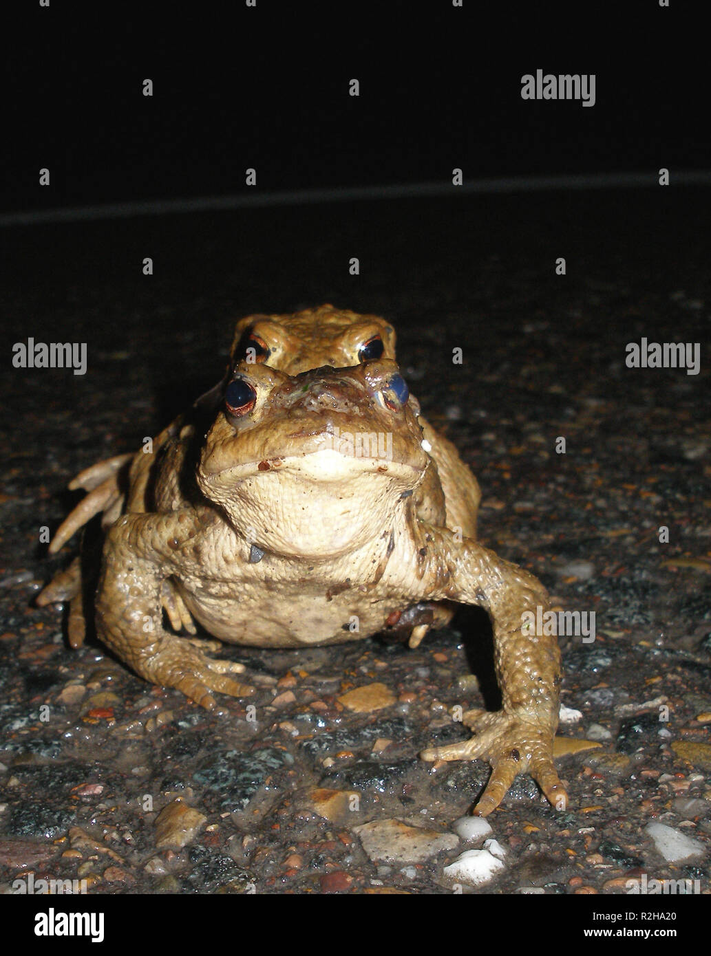 Four eyed frog hi-res stock photography and images - Alamy