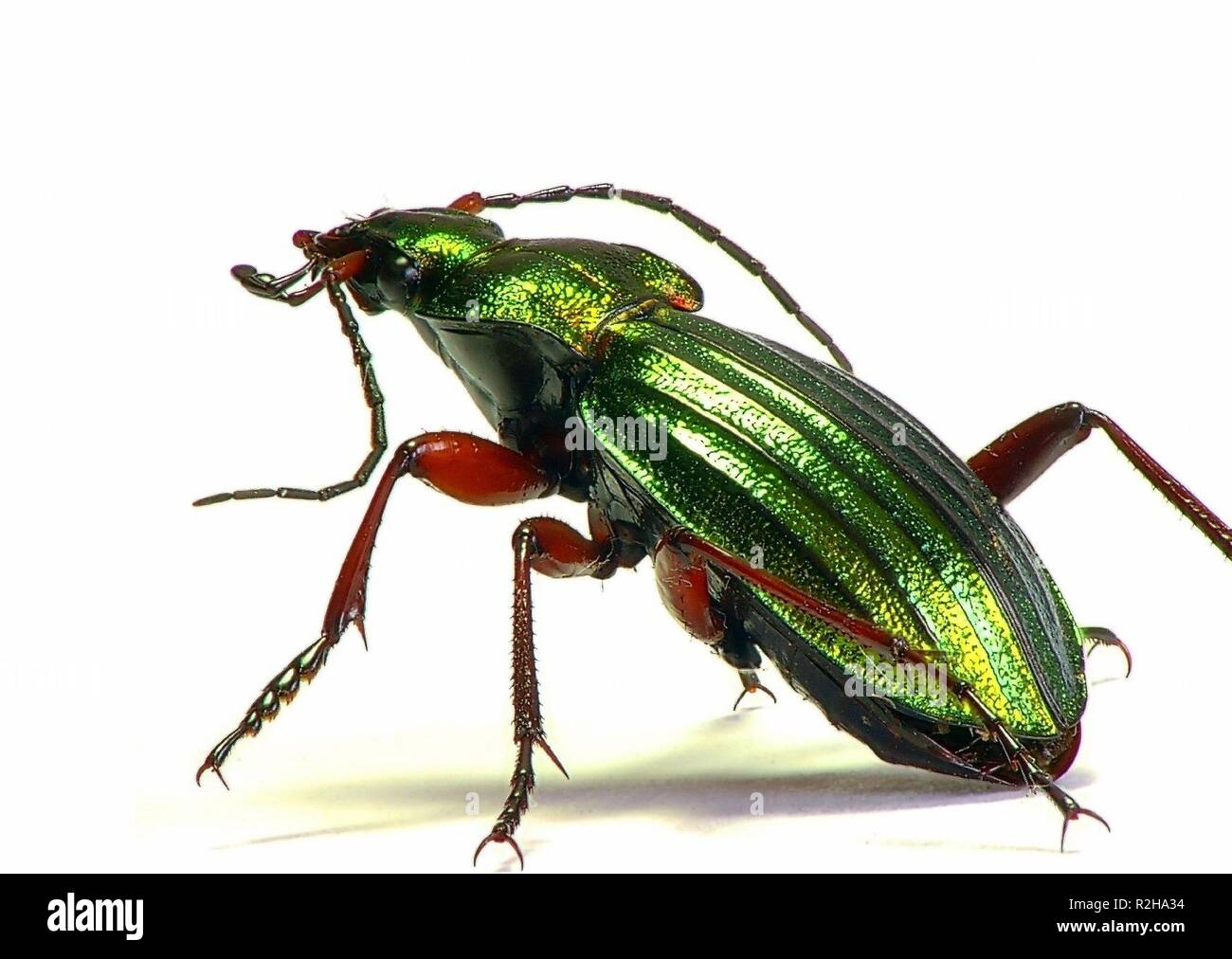 gold ground beetles Stock Photo - Alamy