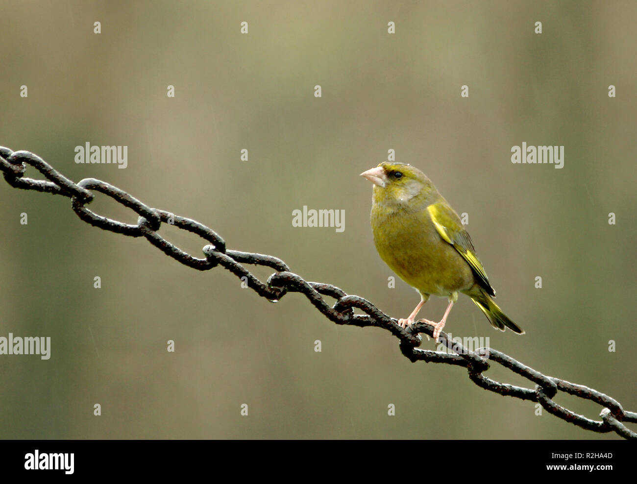 Passeres hi-res stock photography and images - Alamy