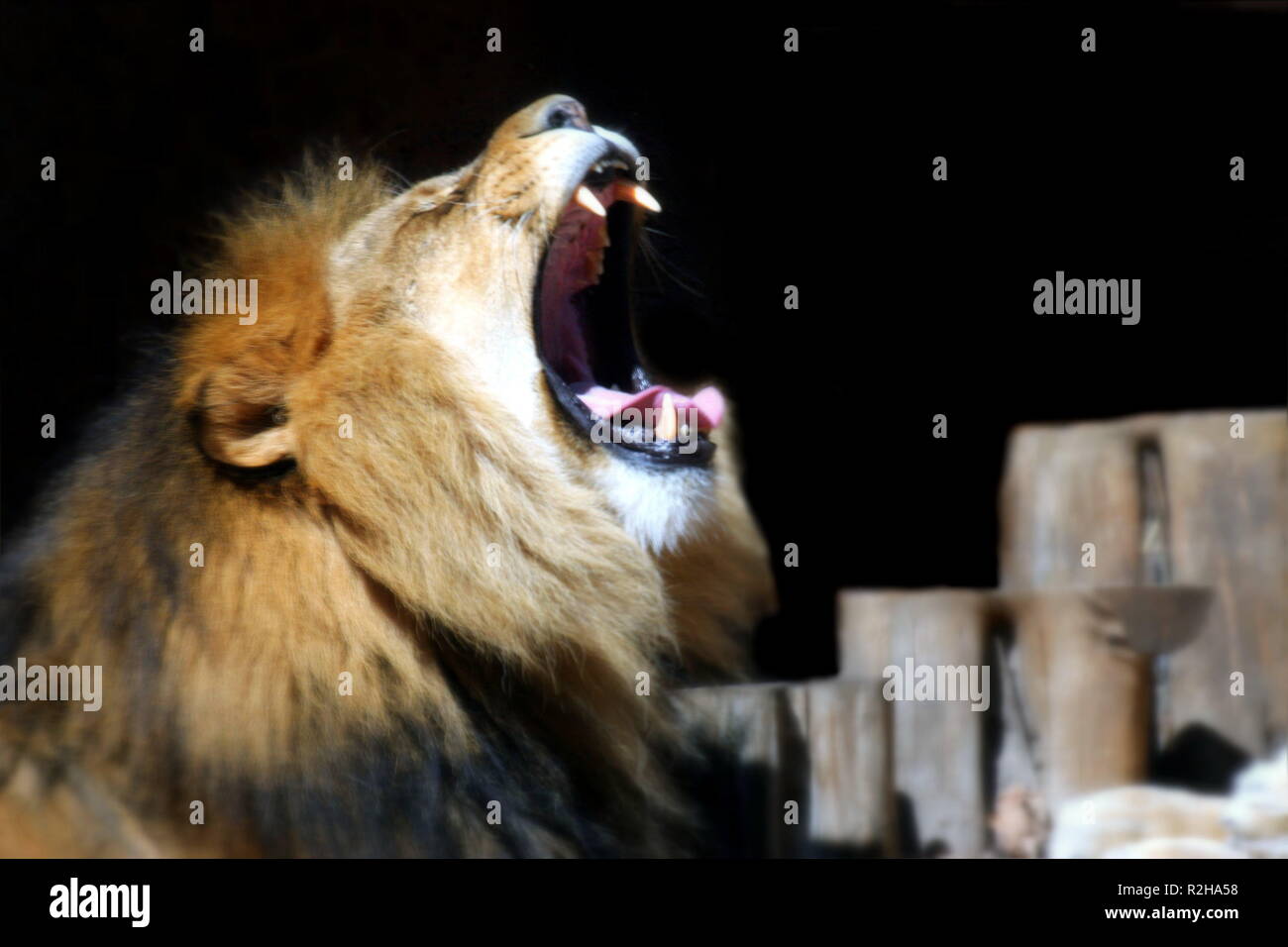 welch mighty bite Stock Photo - Alamy