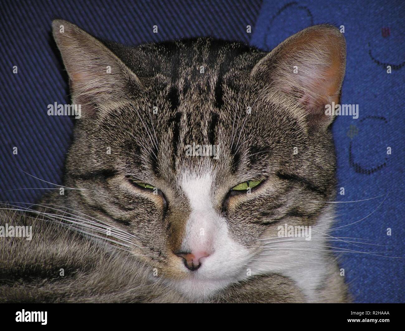 Tigerkatze hi-res stock photography and images - Alamy